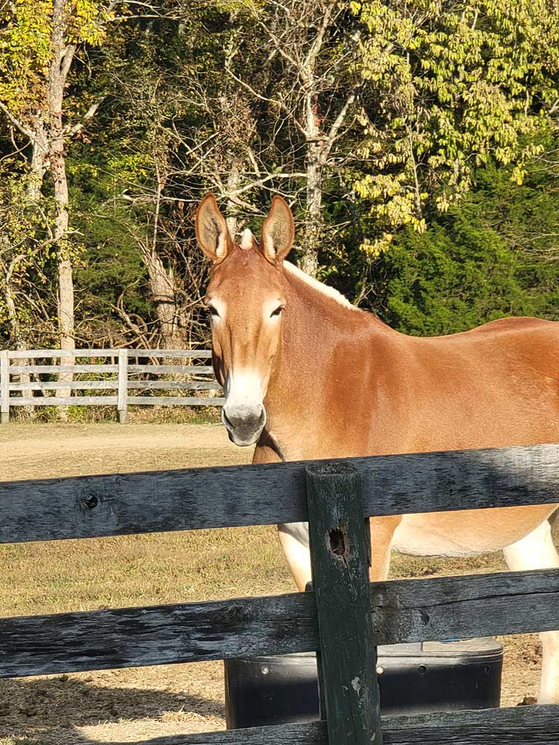 Learn Proper Horsemanship | Chambers Stables